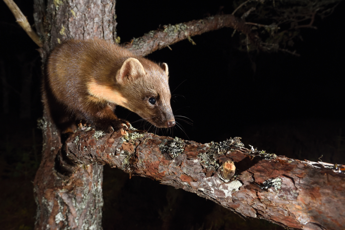 Pine marten (9) – JAMES RODDIE PHOTOGRAPHY