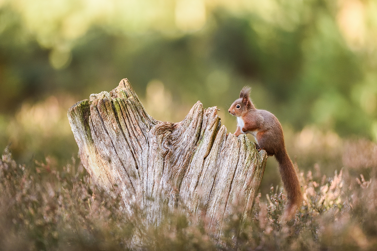 Red squirrel photography days – JAMES RODDIE PHOTOGRAPHY