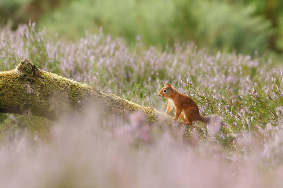 Squirrel In Heather 4 James Roddie Photography 6989