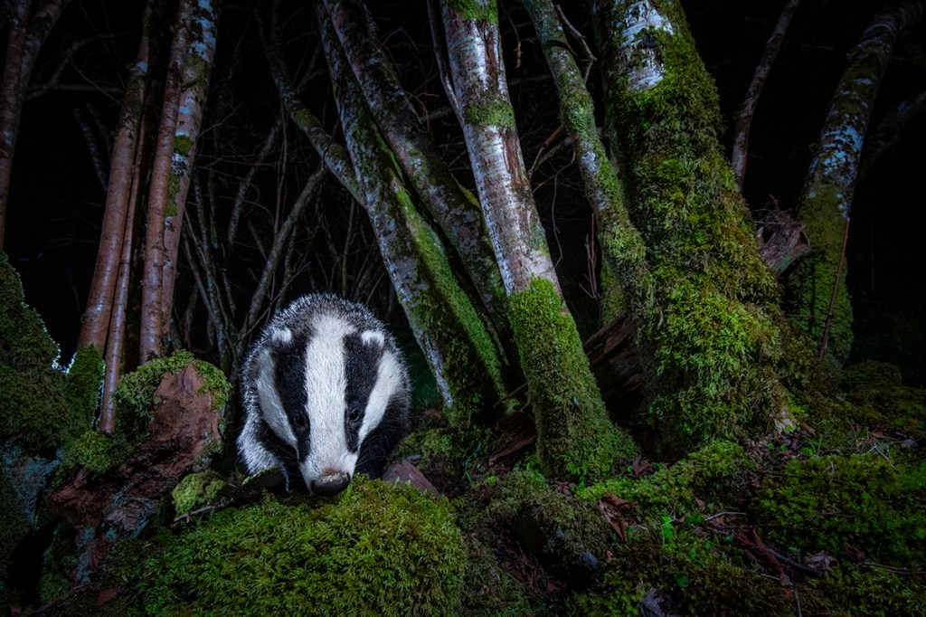 Scottish Wildlife – JAMES RODDIE PHOTOGRAPHY
