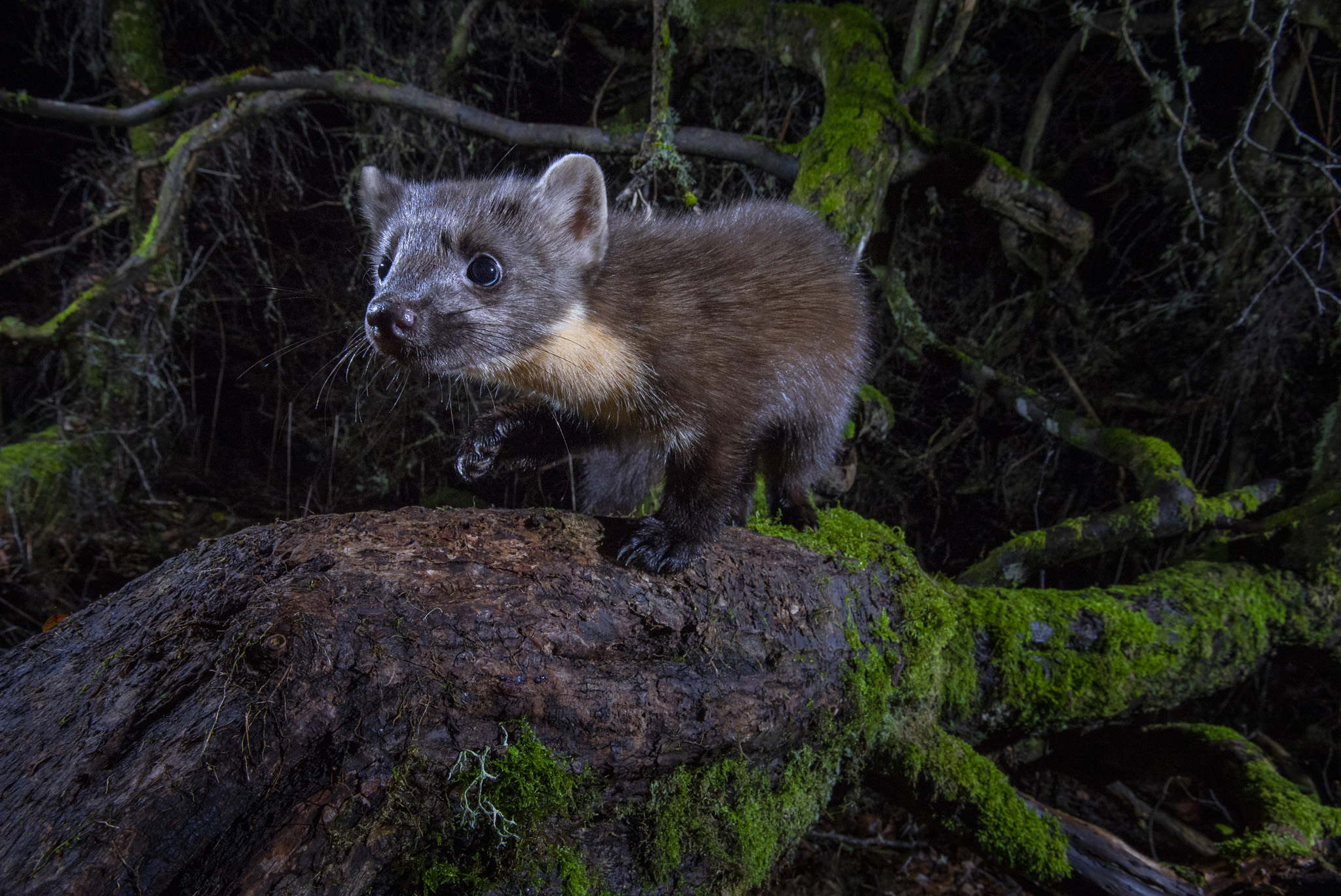 Black Isle Pine Martens – JAMES RODDIE PHOTOGRAPHY