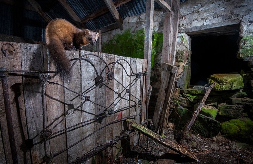 Scottish Wildlife – JAMES RODDIE PHOTOGRAPHY