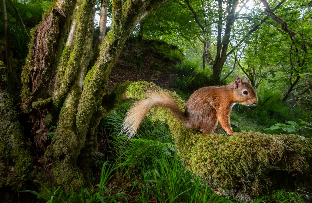 Scottish Wildlife – JAMES RODDIE PHOTOGRAPHY