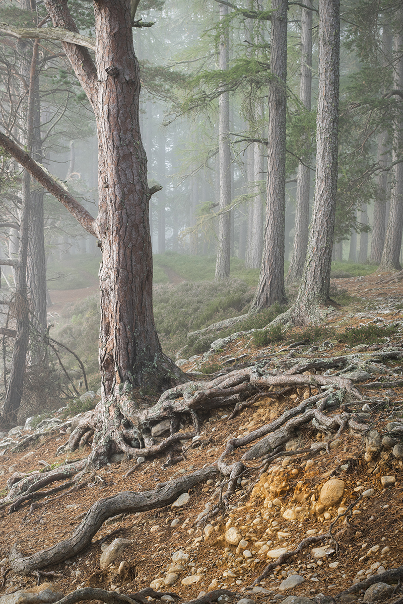 Rothiemurchus Forest – JAMES RODDIE PHOTOGRAPHY