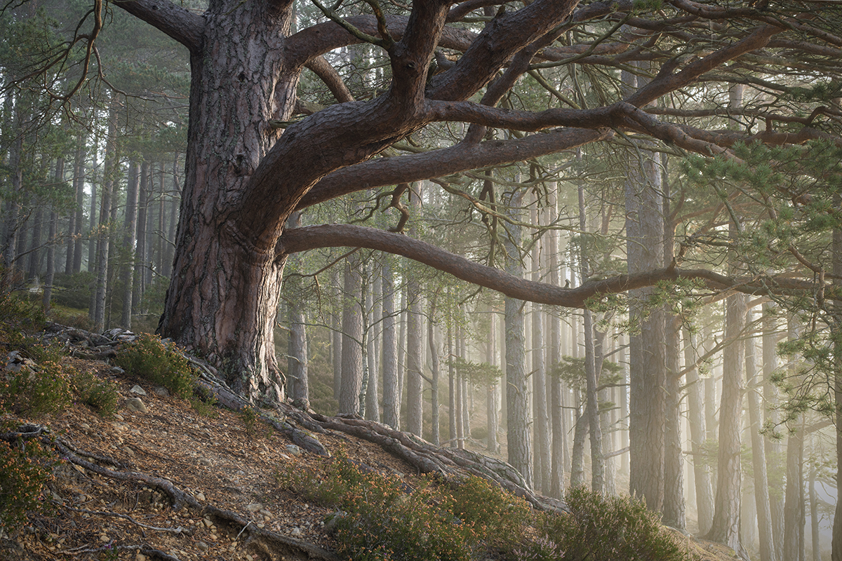 Rothiemurchus Forest – JAMES RODDIE PHOTOGRAPHY