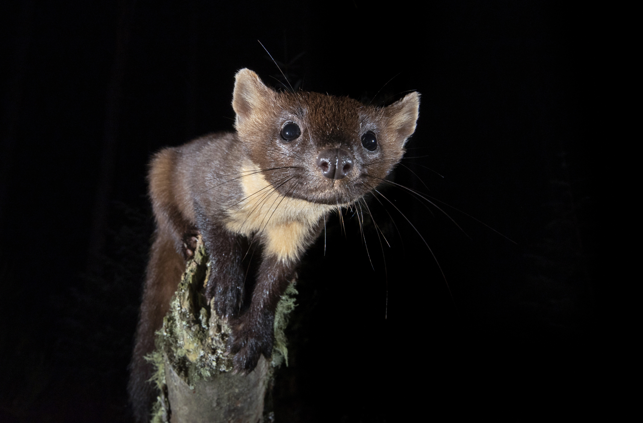 Black Isle Pine Martens – JAMES RODDIE PHOTOGRAPHY