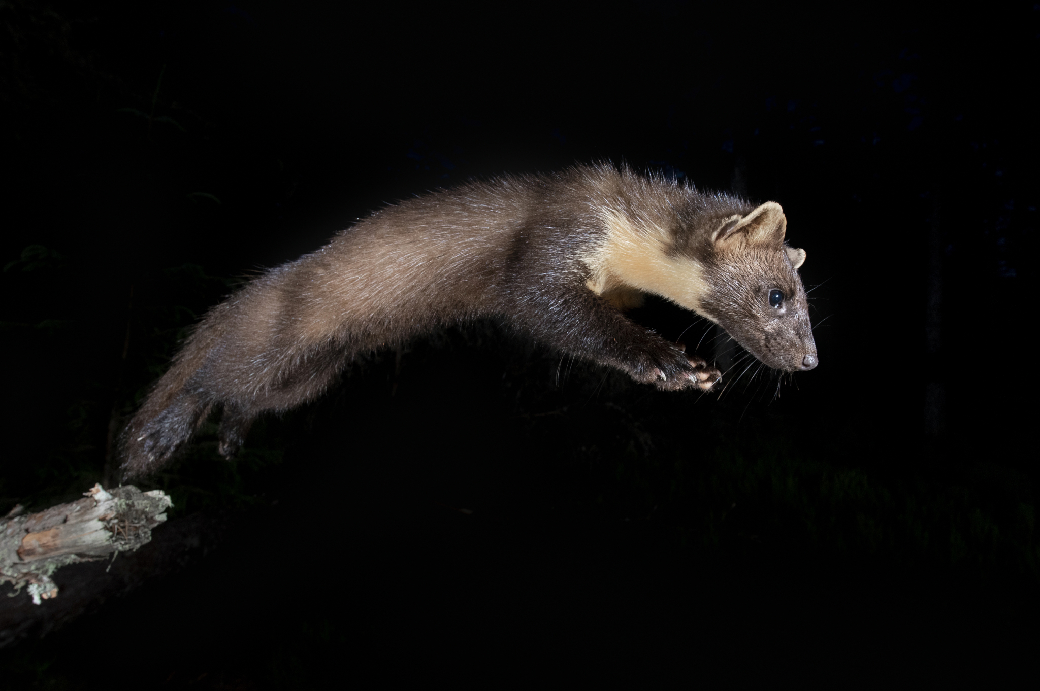 Jumping pine marten – JAMES RODDIE PHOTOGRAPHY