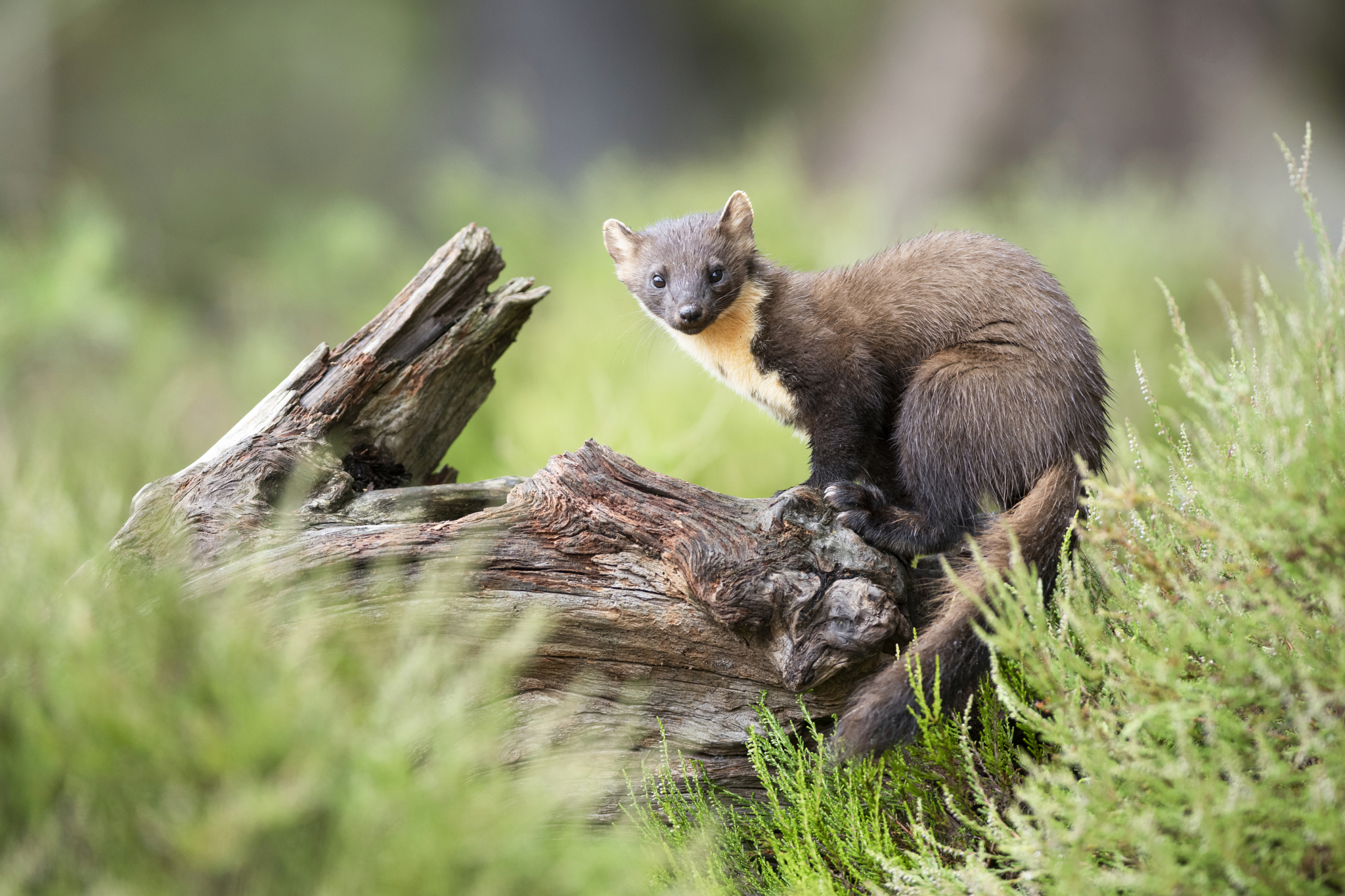 Pine marten 5 – JAMES RODDIE PHOTOGRAPHY