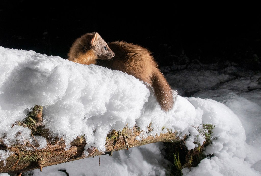 Pine marten in snow 1 – JAMES RODDIE PHOTOGRAPHY