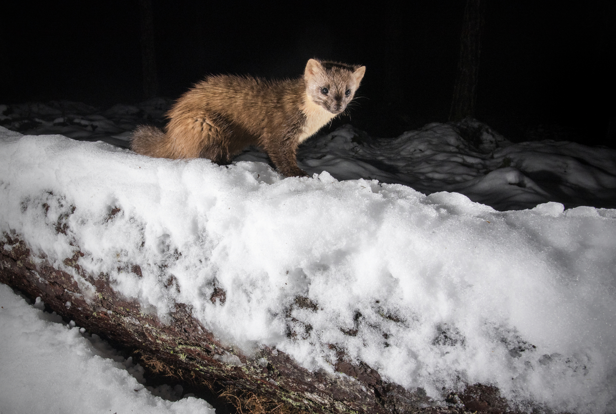 Pine marten in snow 2 – JAMES RODDIE PHOTOGRAPHY