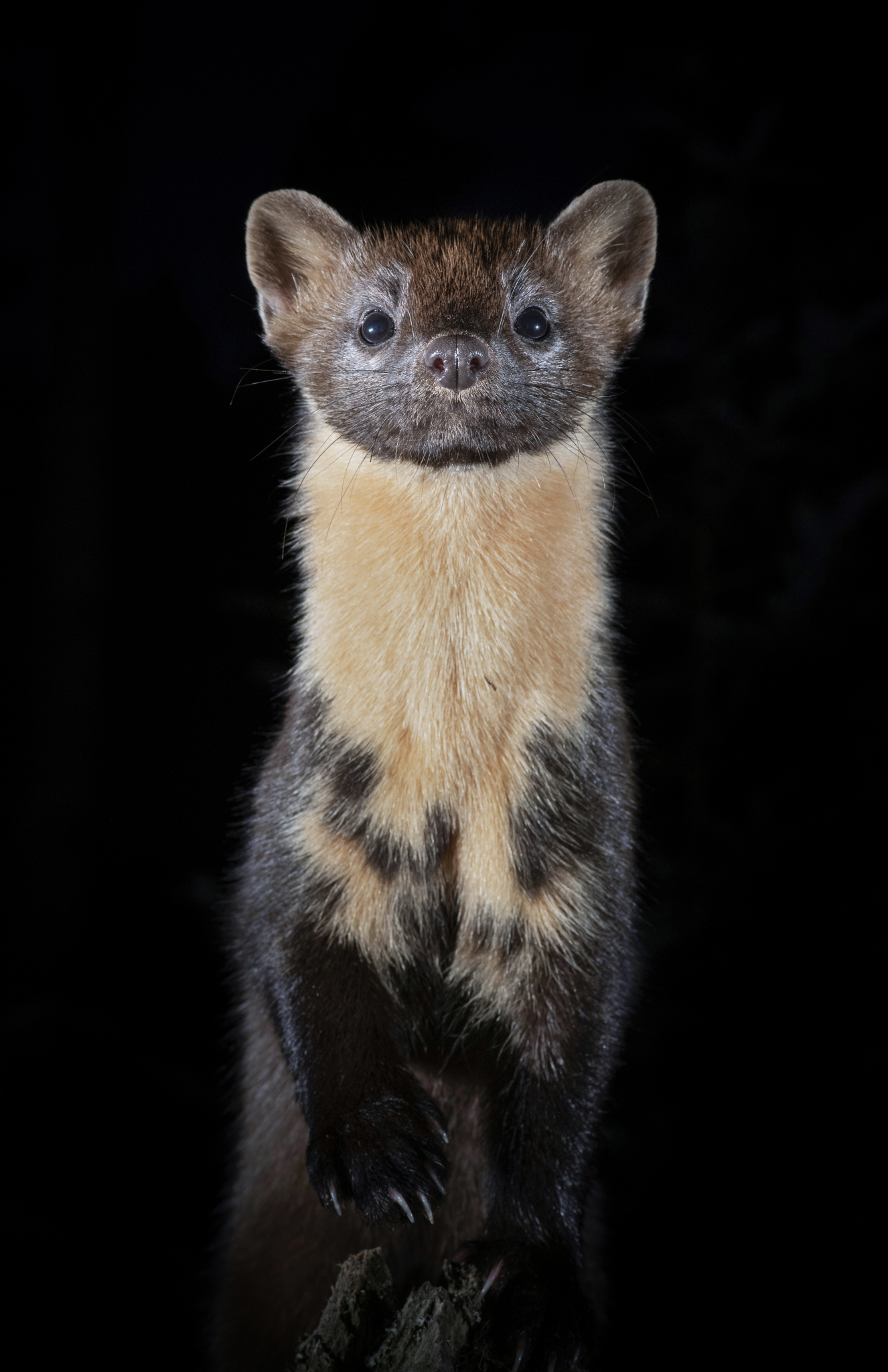 Pine marten portrait – JAMES RODDIE PHOTOGRAPHY