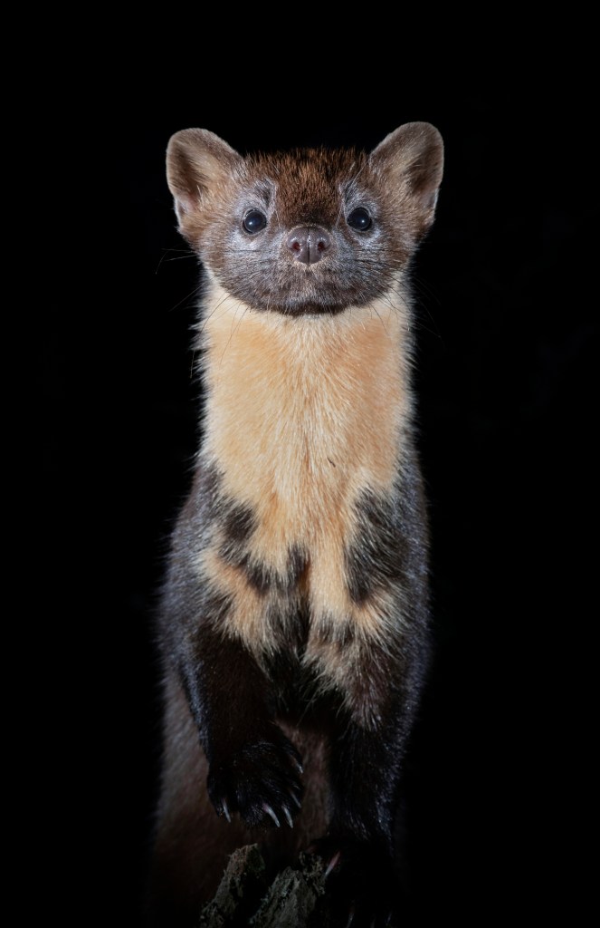Pine marten portrait – JAMES RODDIE PHOTOGRAPHY