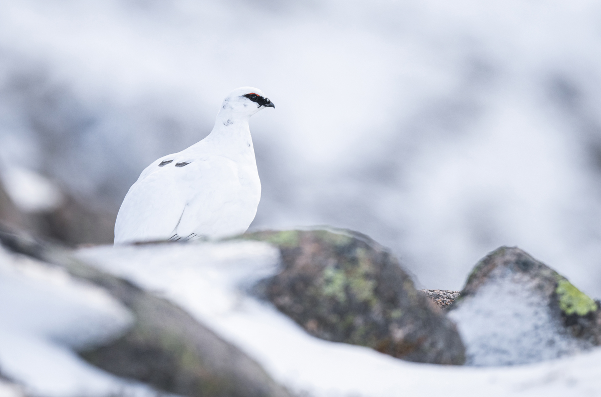 Ptarmigan 5 – JAMES RODDIE PHOTOGRAPHY