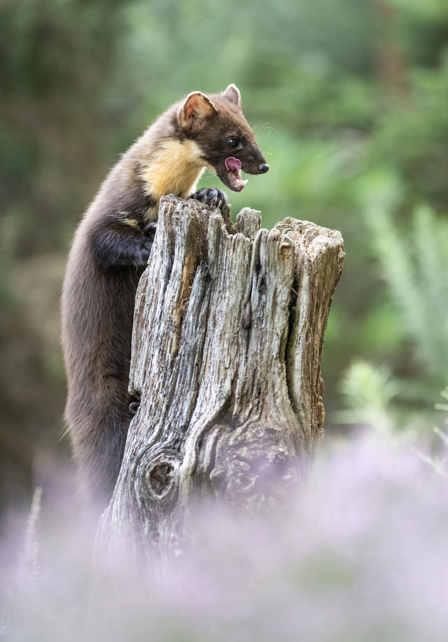 ‘Tongue-out’ Pine marten – JAMES RODDIE PHOTOGRAPHY