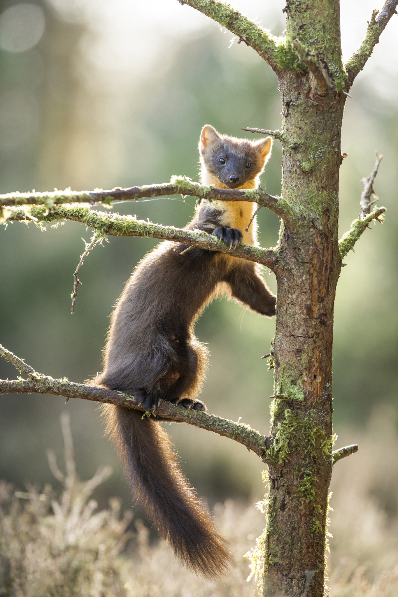 Black Isle Pine Martens – JAMES RODDIE PHOTOGRAPHY