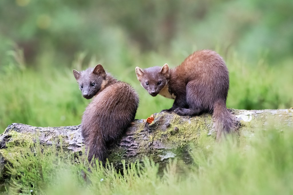 JAMES RODDIE PHOTOGRAPHY – PROFESSIONAL WILDLIFE + LANDSCAPE PHOTOGRAPHER