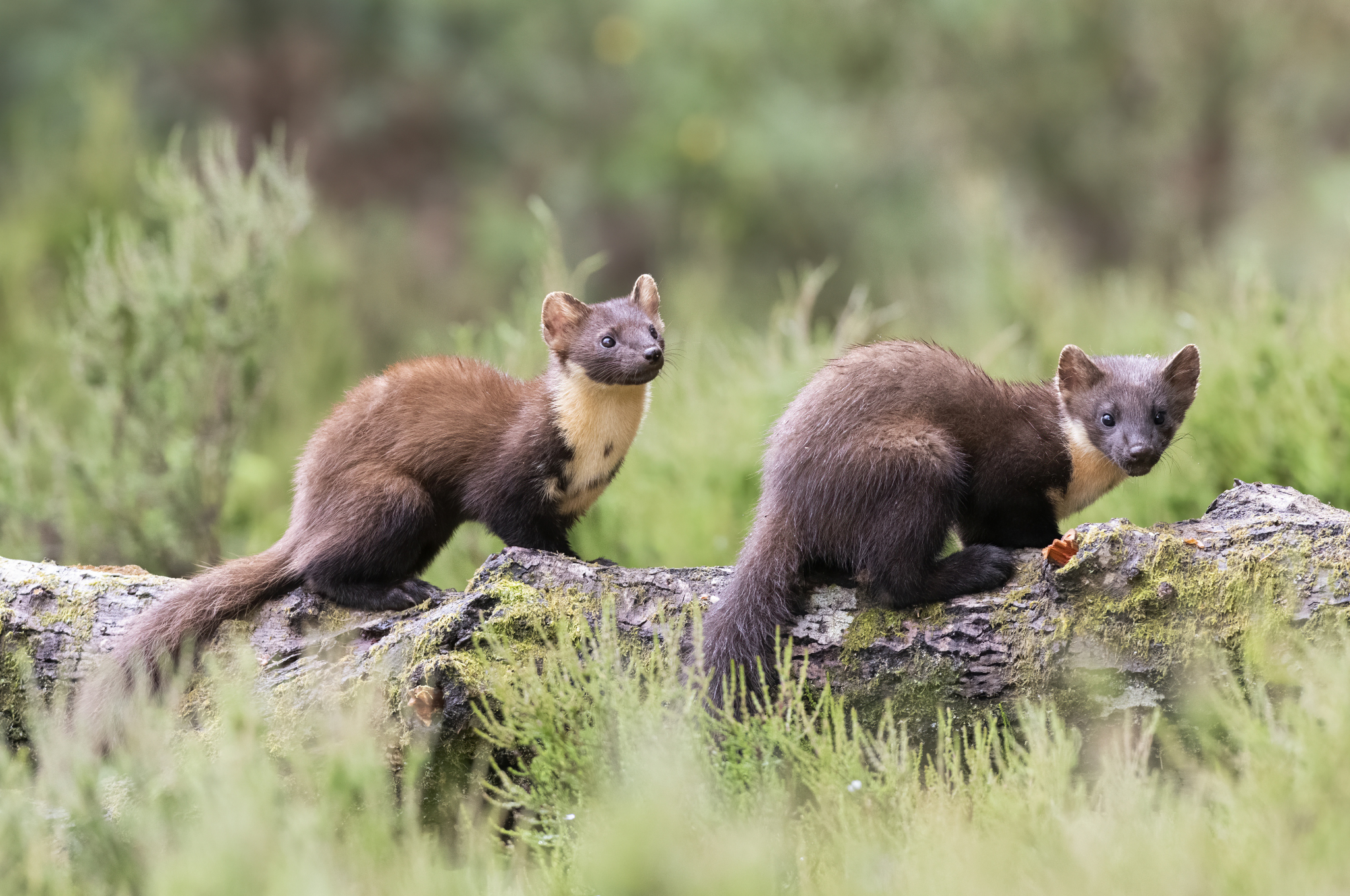 Pine marten hide 1 – JAMES RODDIE PHOTOGRAPHY