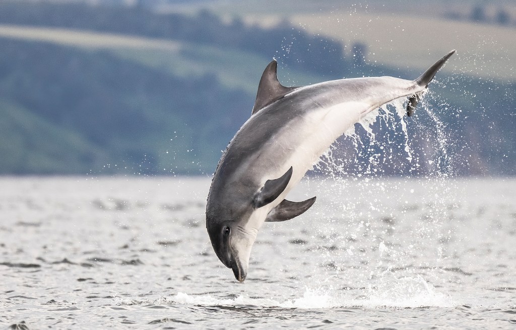 Scottish Wildlife – JAMES RODDIE PHOTOGRAPHY