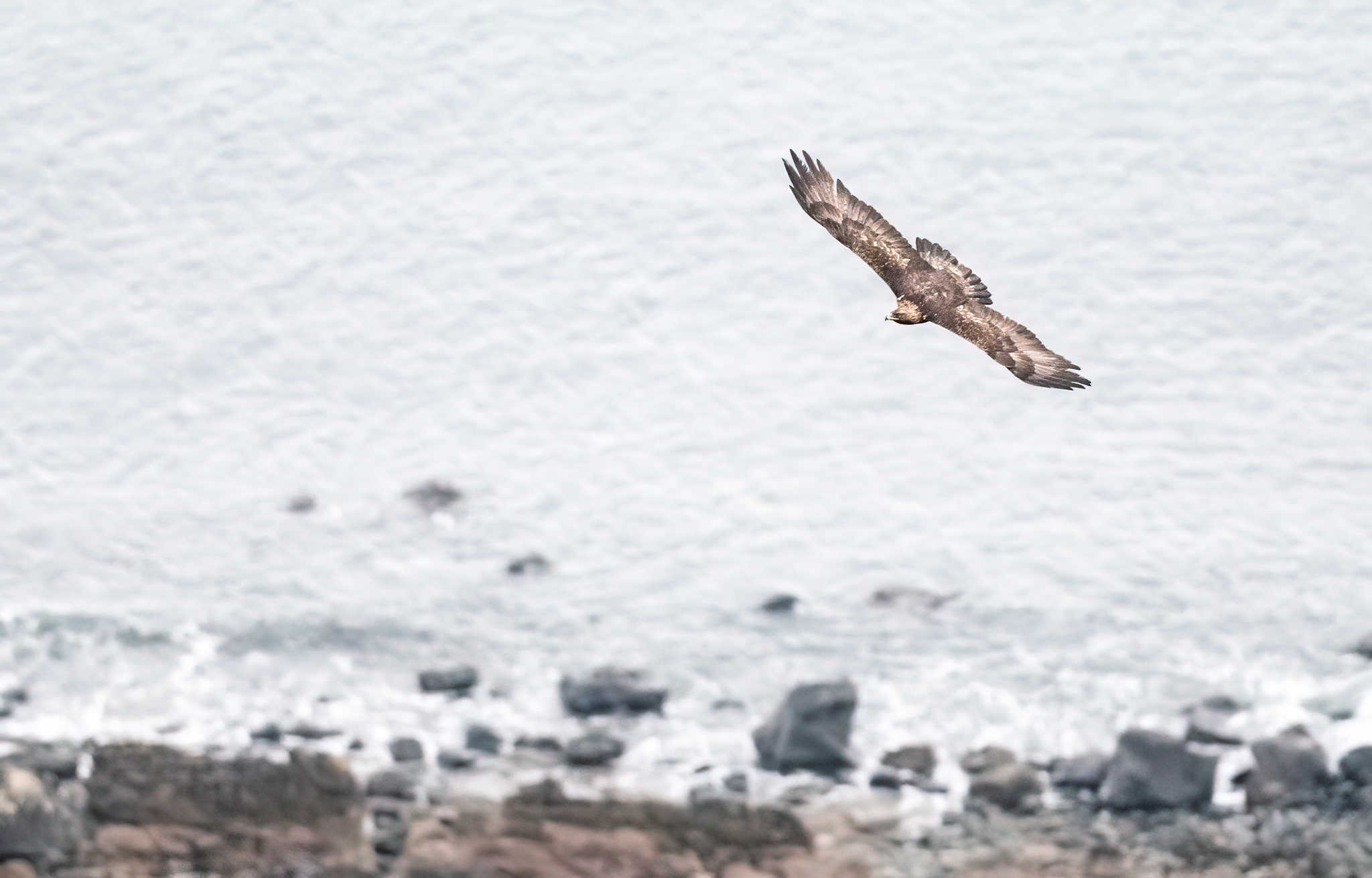 Golden eagle photography guiding – Scotland – JAMES RODDIE PHOTOGRAPHY