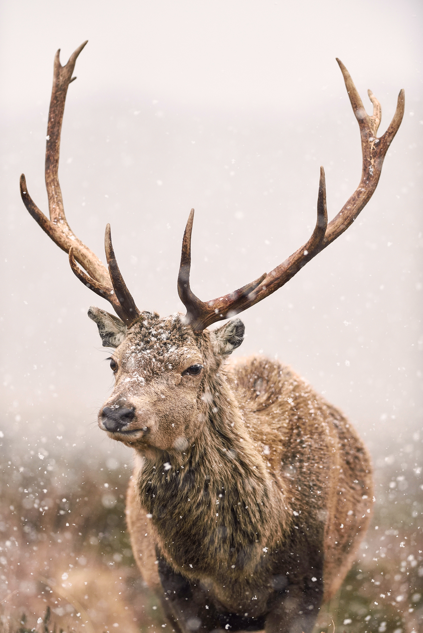 Red deer photography guiding – Scotland – JAMES RODDIE PHOTOGRAPHY