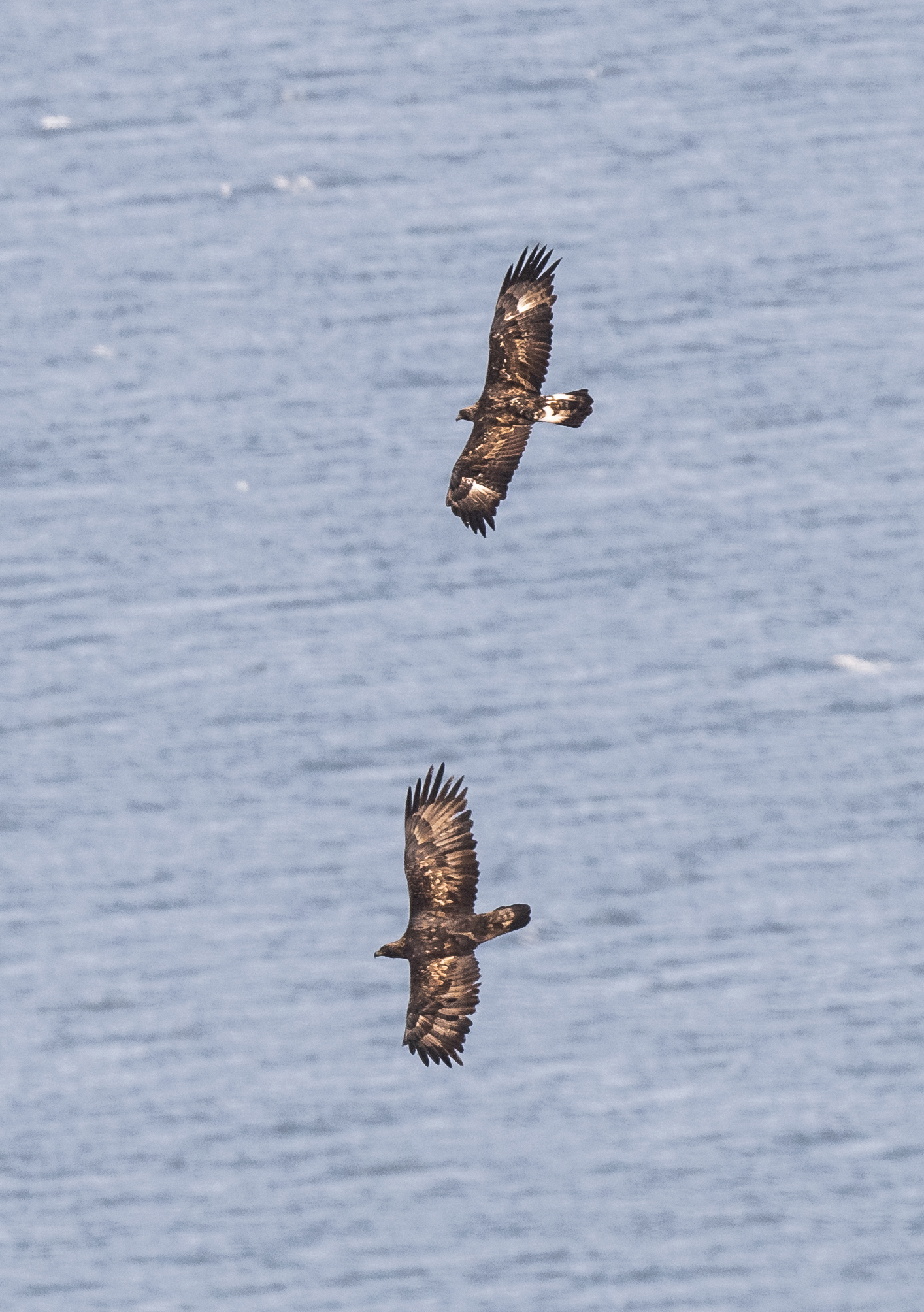 Golden eagle photography guiding – Scotland – JAMES RODDIE PHOTOGRAPHY