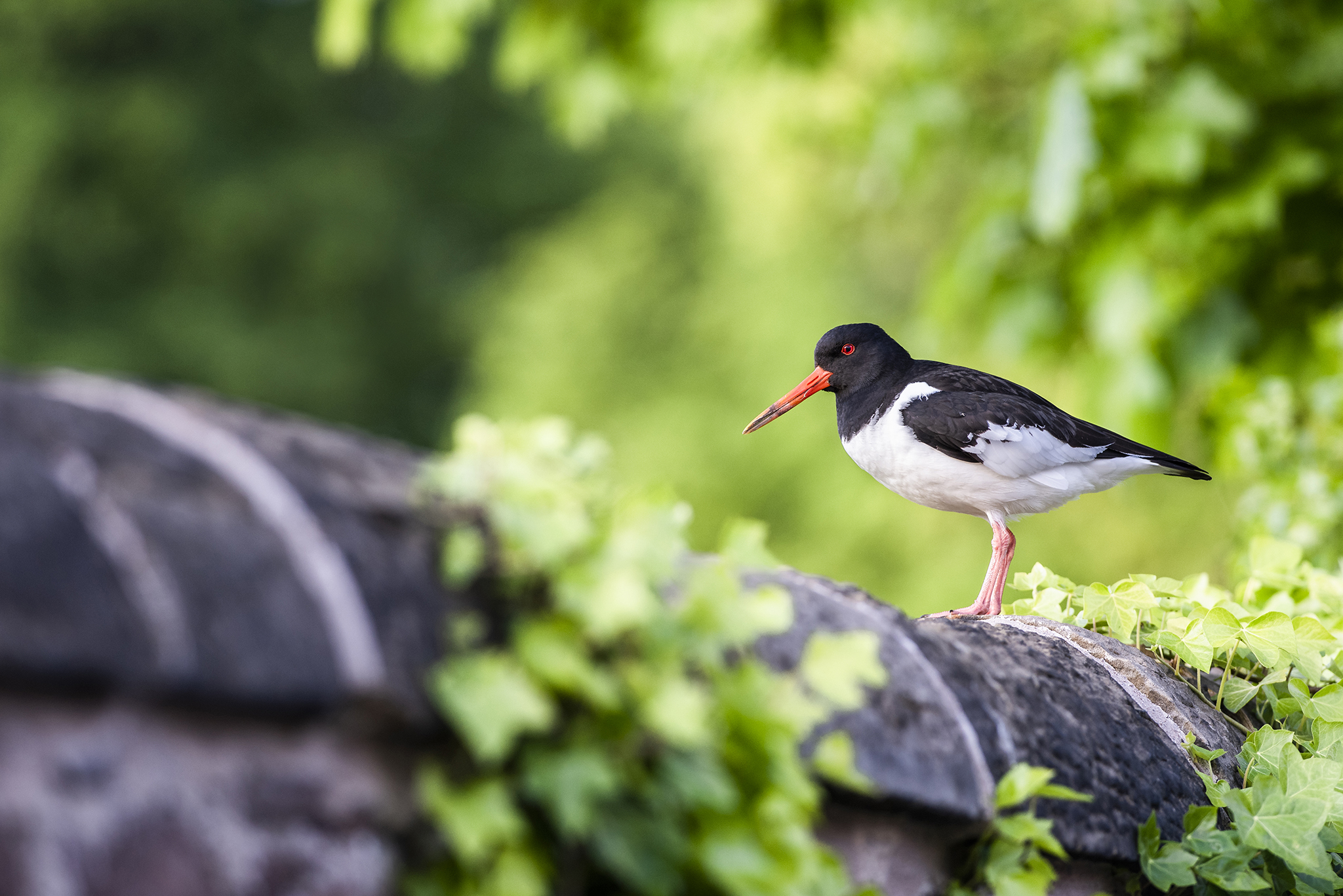 Scottish Wildlife – JAMES RODDIE PHOTOGRAPHY