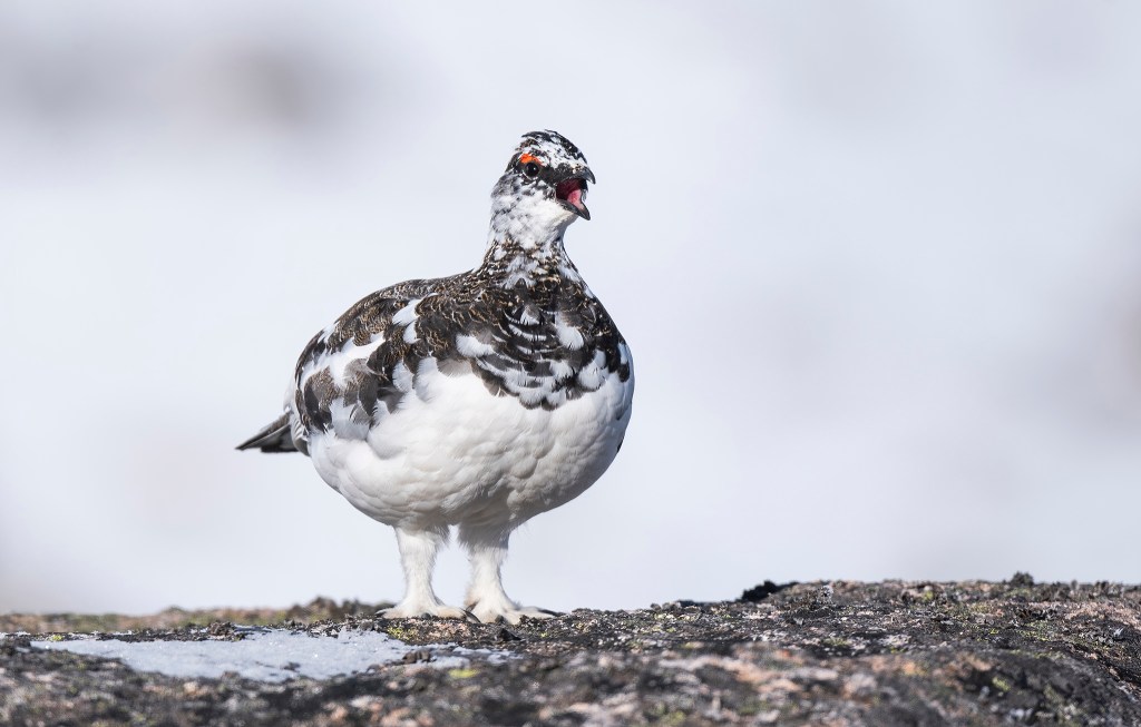 Ptarmigan photography guiding – Scotland – JAMES RODDIE PHOTOGRAPHY