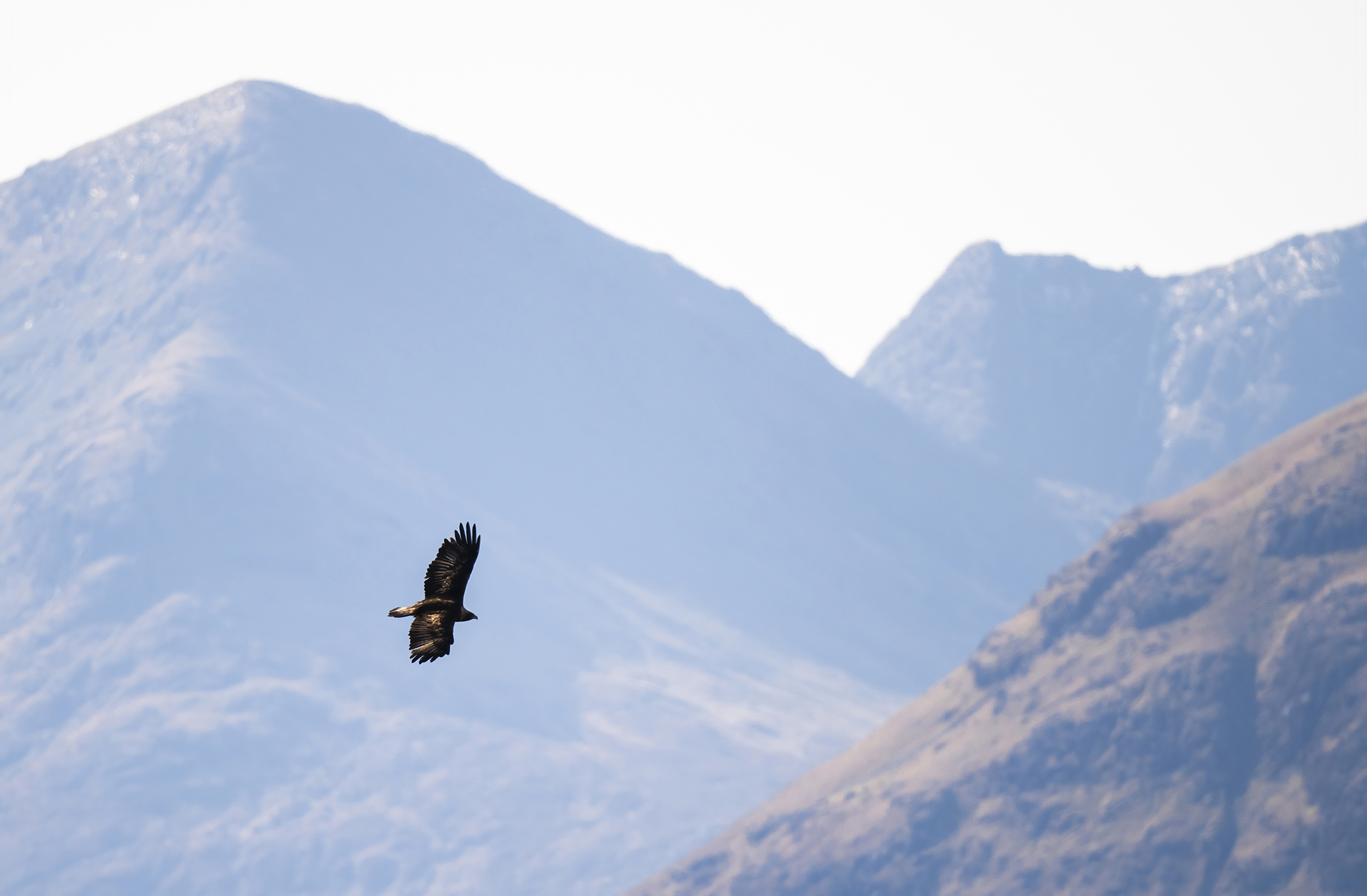 Golden eagle photography guiding – Scotland – JAMES RODDIE PHOTOGRAPHY