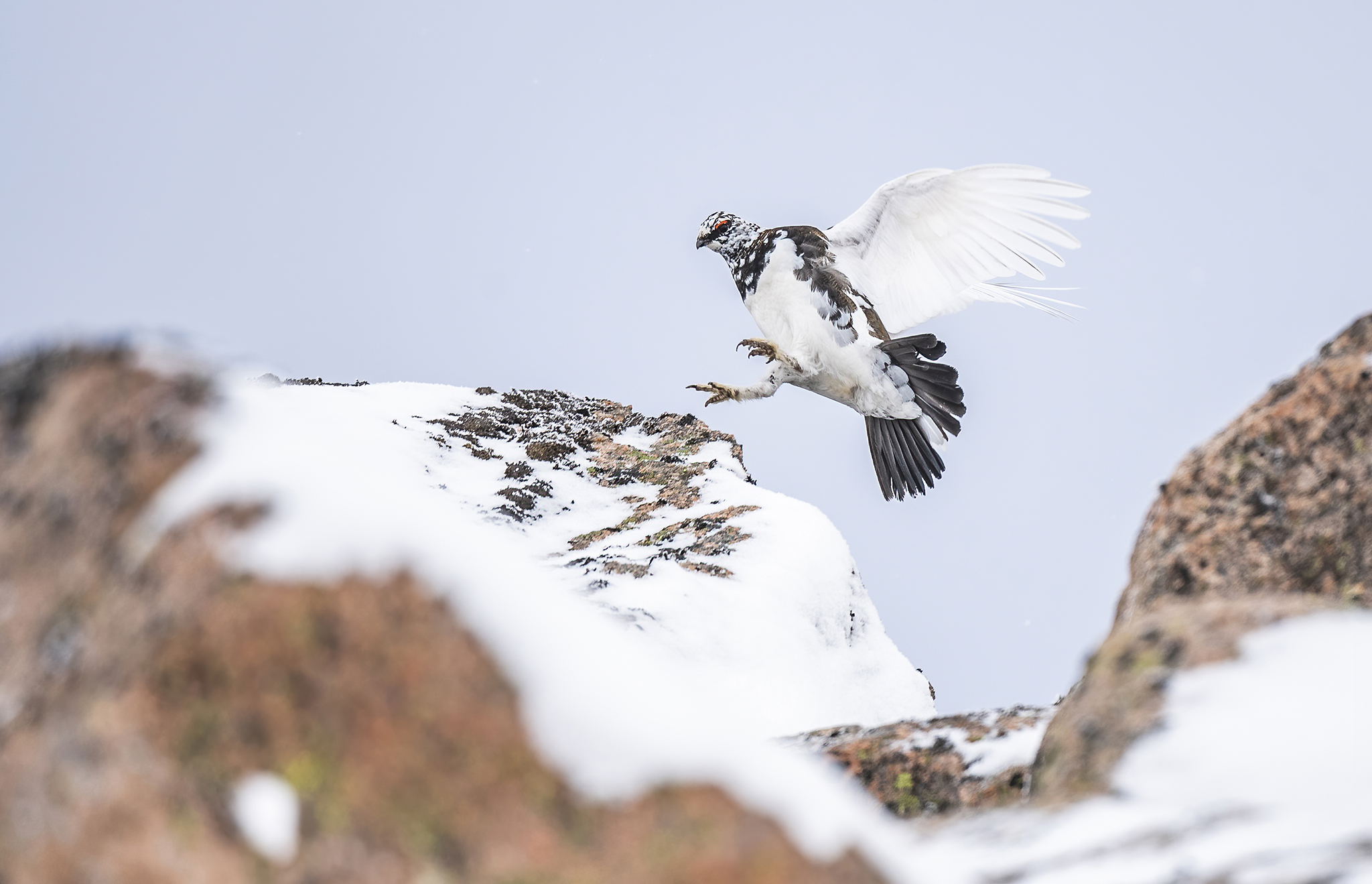 Ptarmigan photography guiding – Scotland – JAMES RODDIE PHOTOGRAPHY