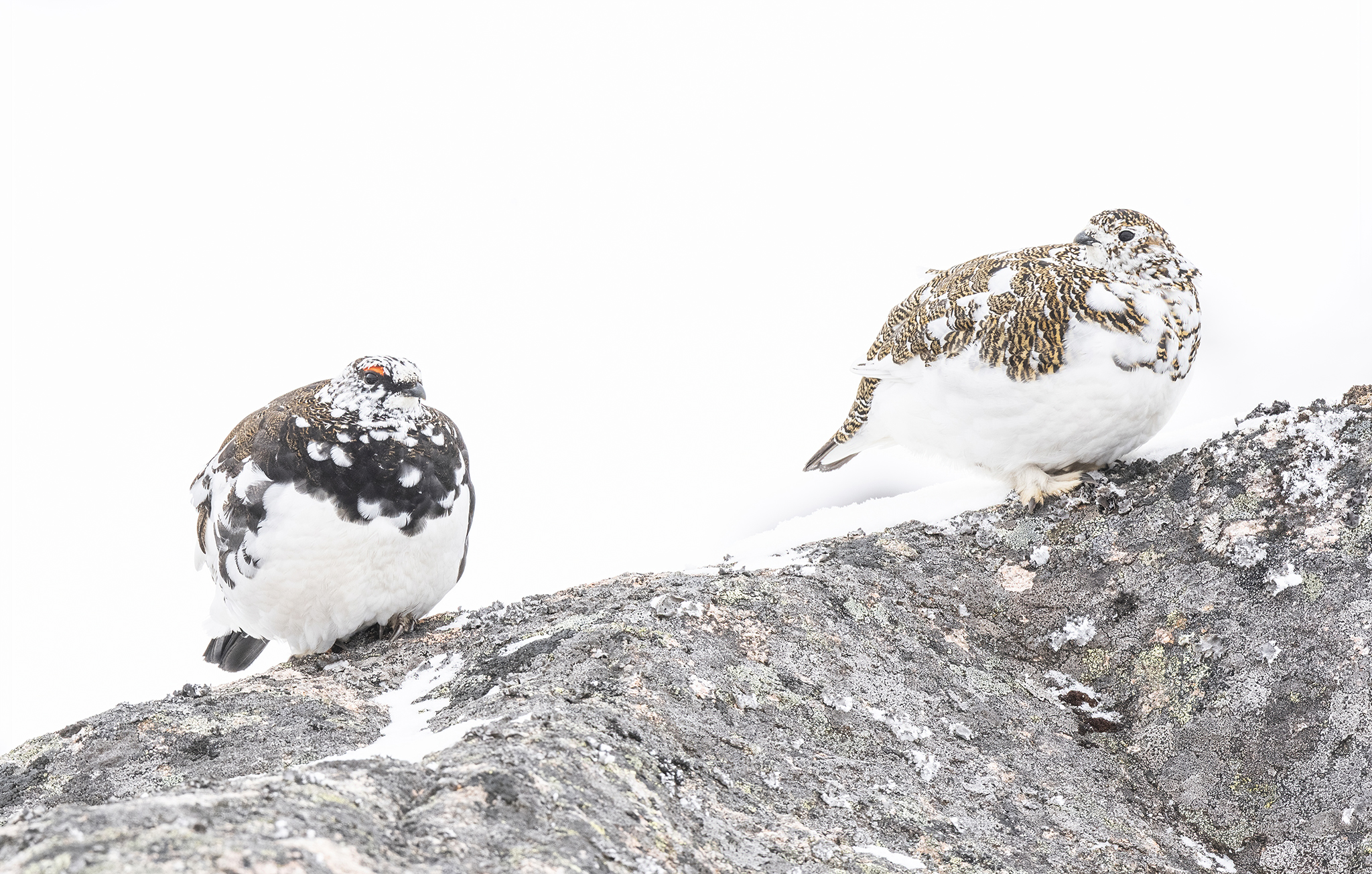 Ptarmigan photography guiding – Scotland – JAMES RODDIE PHOTOGRAPHY