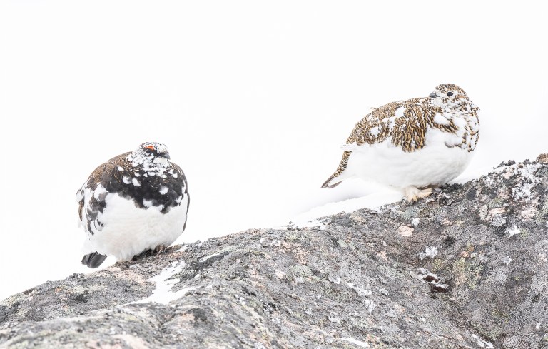 Ptarmigan photography guiding – Scotland – JAMES RODDIE PHOTOGRAPHY