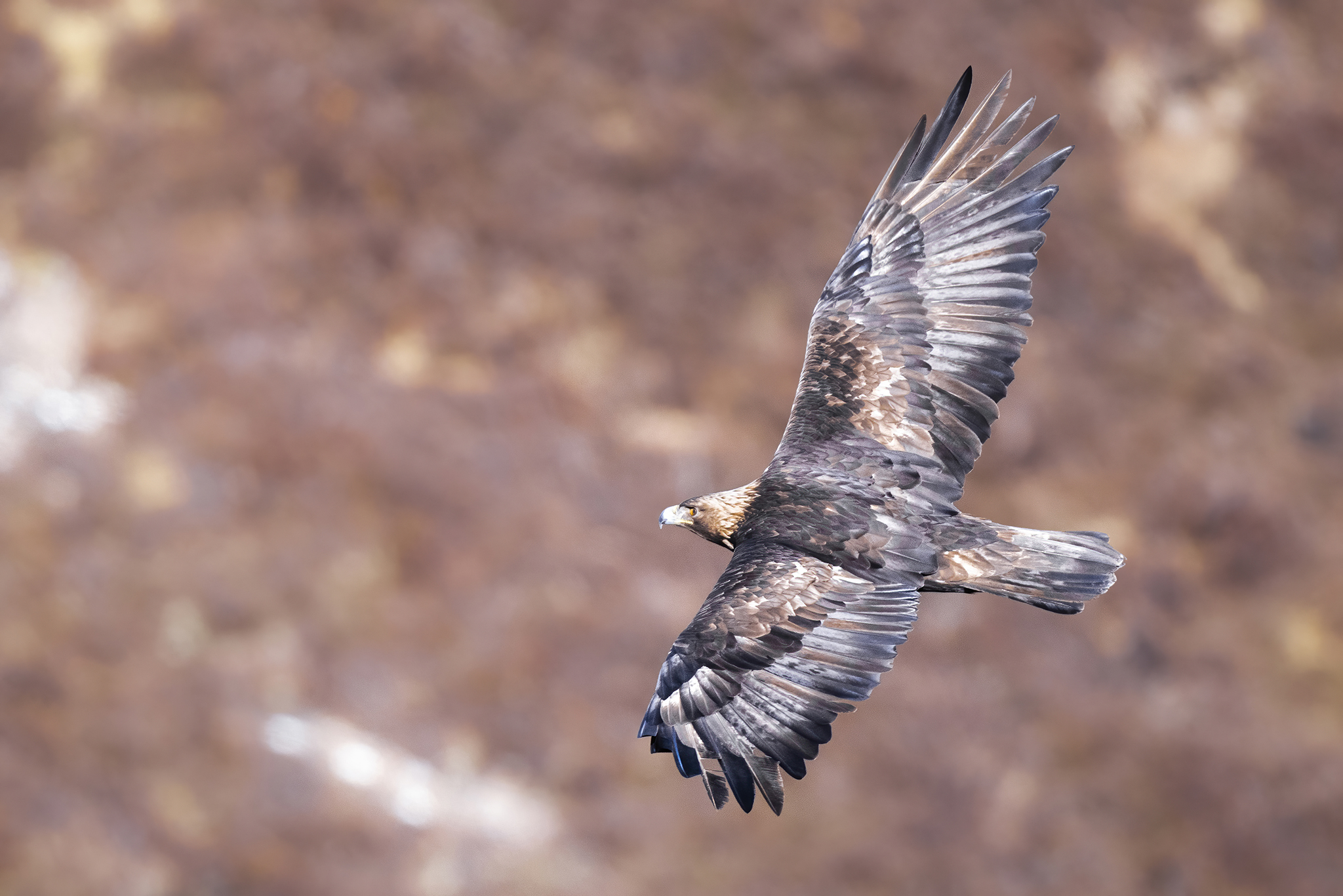 Golden eagle photography guiding – Scotland – JAMES RODDIE PHOTOGRAPHY