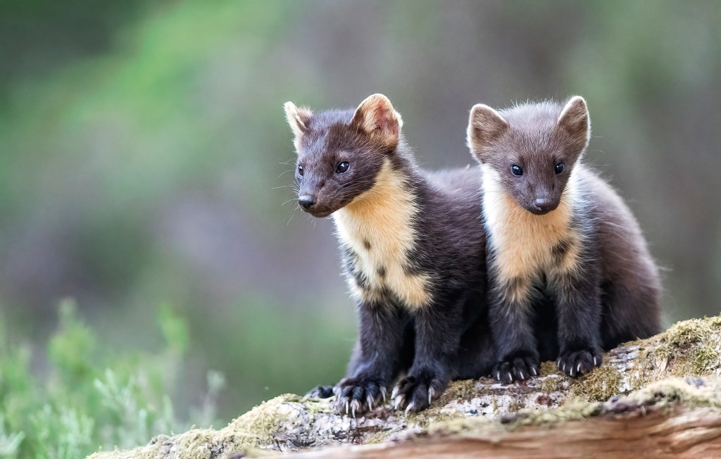 Scottish Wildlife – JAMES RODDIE PHOTOGRAPHY
