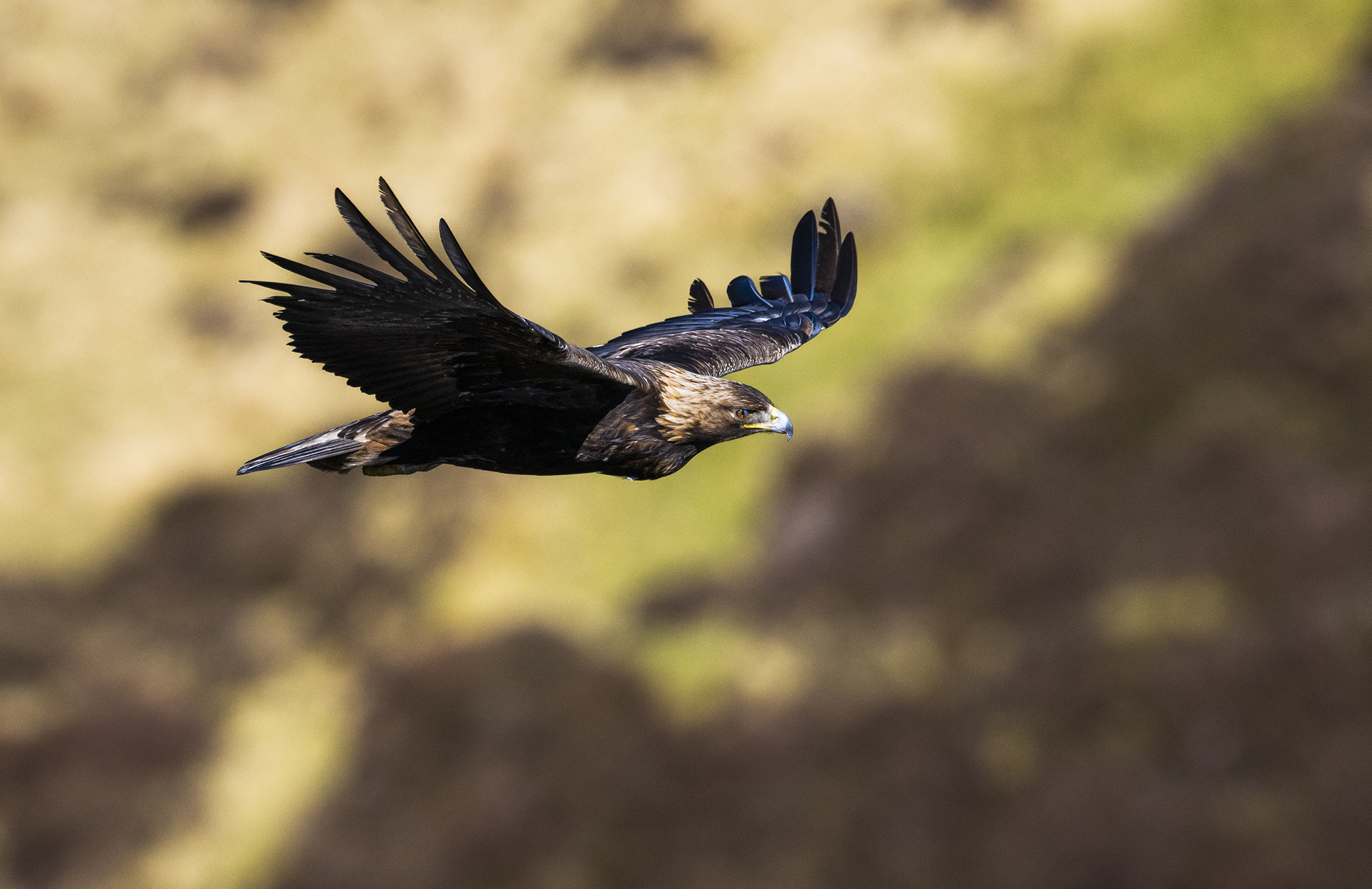 Golden eagle photography guiding – Scotland – JAMES RODDIE PHOTOGRAPHY