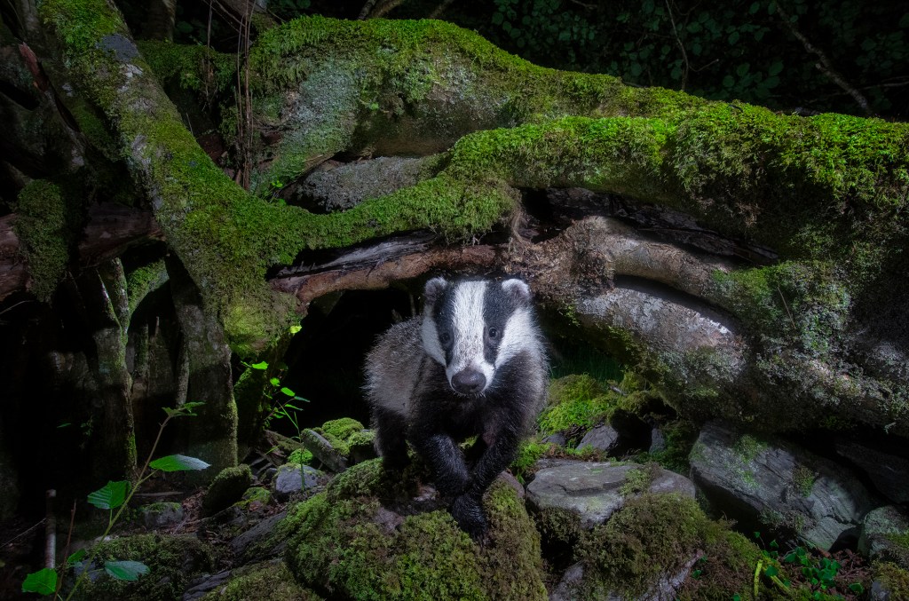 Scottish Wildlife – JAMES RODDIE PHOTOGRAPHY