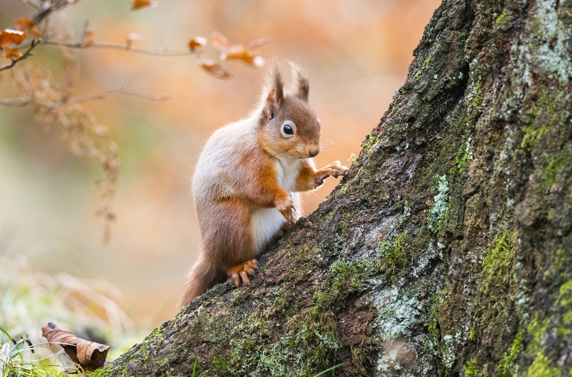 Scottish Winter Wildlife Photography Tours – JAMES RODDIE PHOTOGRAPHY