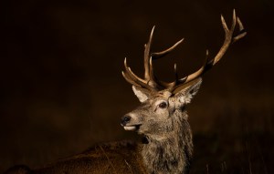 Scottish Winter Wildlife Photography Tours – JAMES RODDIE PHOTOGRAPHY