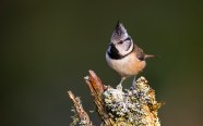 Bird Photography Scotland Bird Photography Scotland