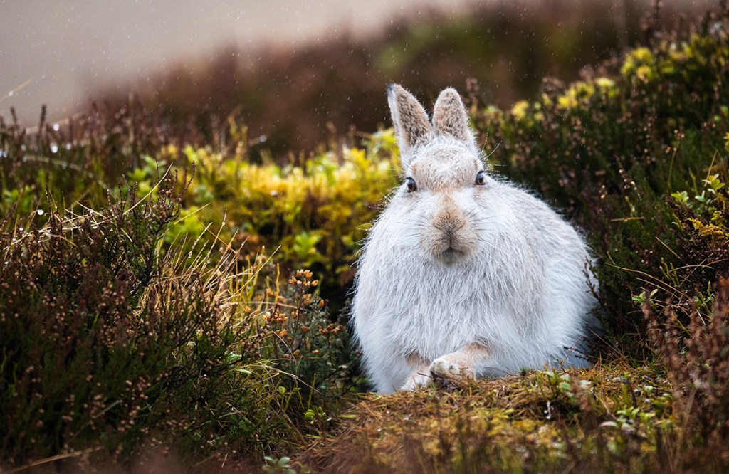 Scottish Winter Wildlife Photography Tours – JAMES RODDIE PHOTOGRAPHY