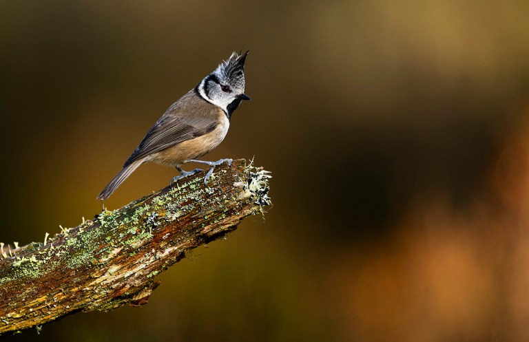 Scottish Winter Wildlife Photography Tours – JAMES RODDIE PHOTOGRAPHY