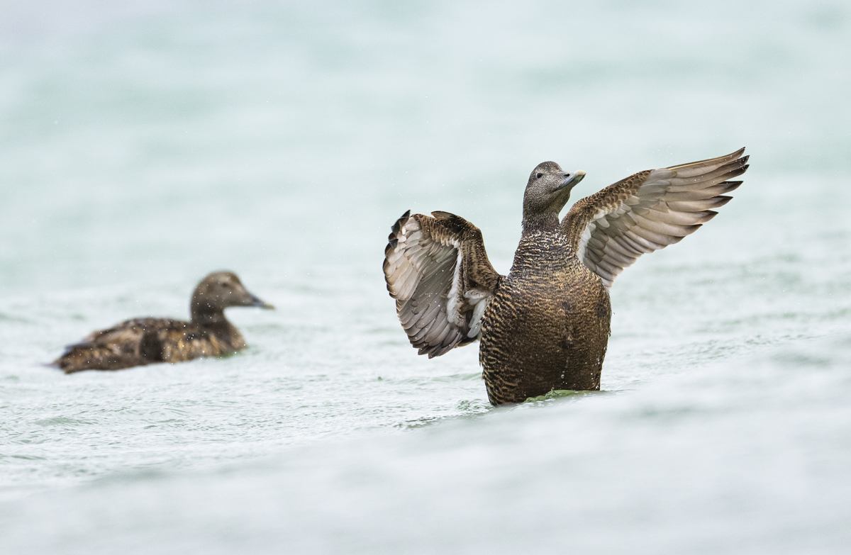 Uist wildlife photography workshops – JAMES RODDIE PHOTOGRAPHY