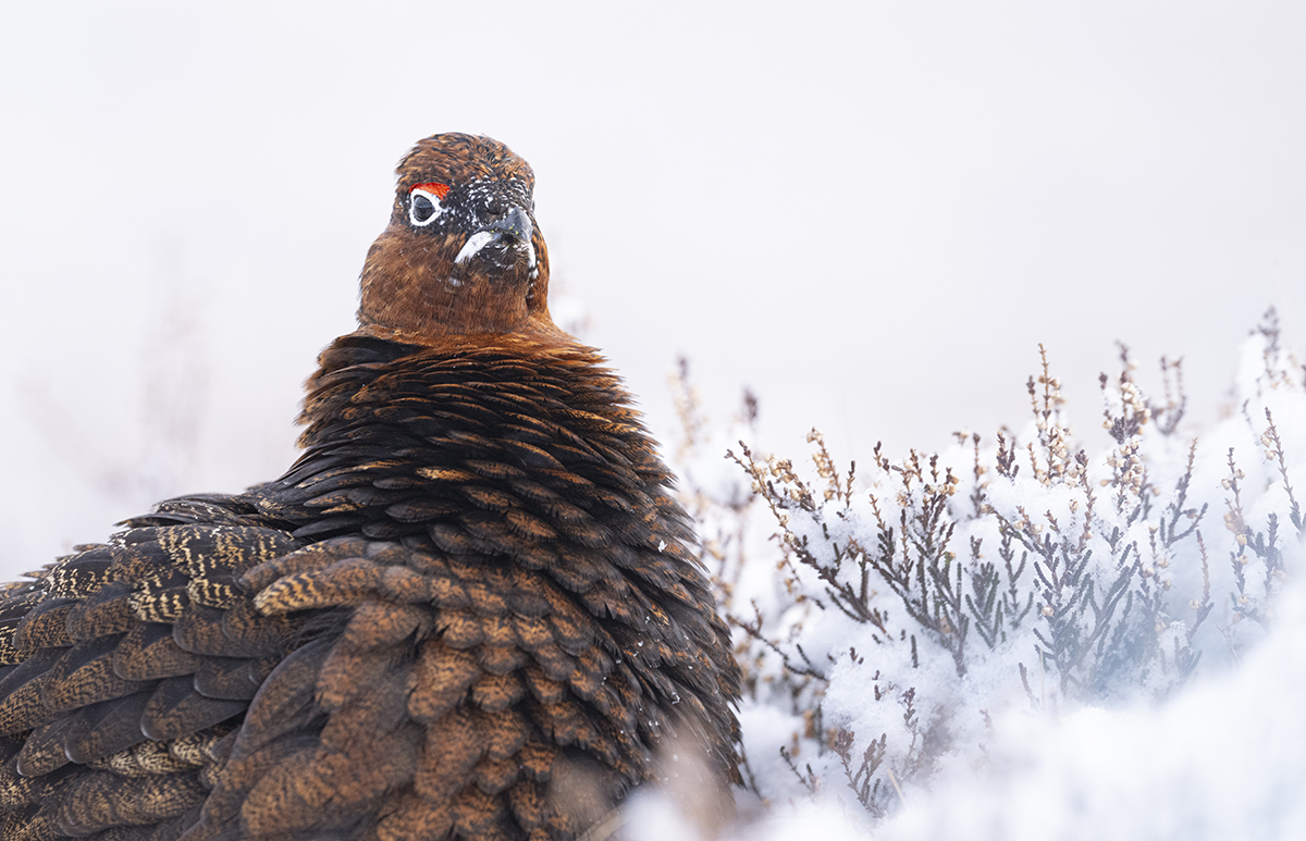 Scottish Winter Wildlife Photography Tours – JAMES RODDIE PHOTOGRAPHY